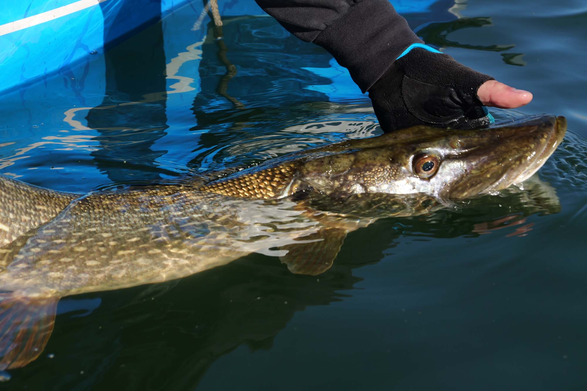 Accueil - Fish and furious